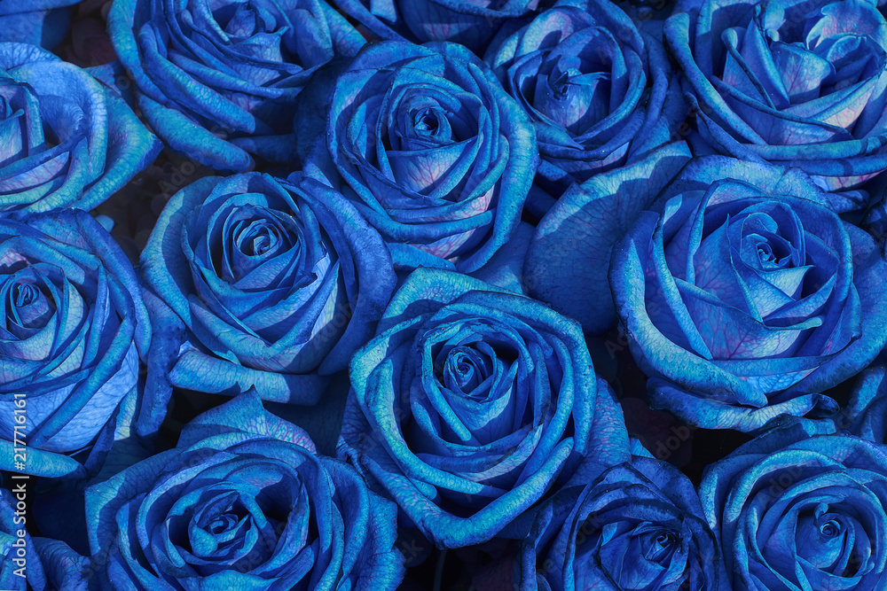 Flowers background. Blue roses bouquet, top view. Stock Photo | Adobe Stock