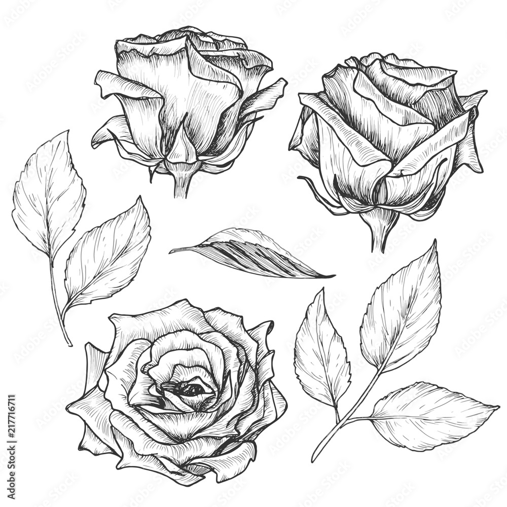 Vintage Rose Sketch