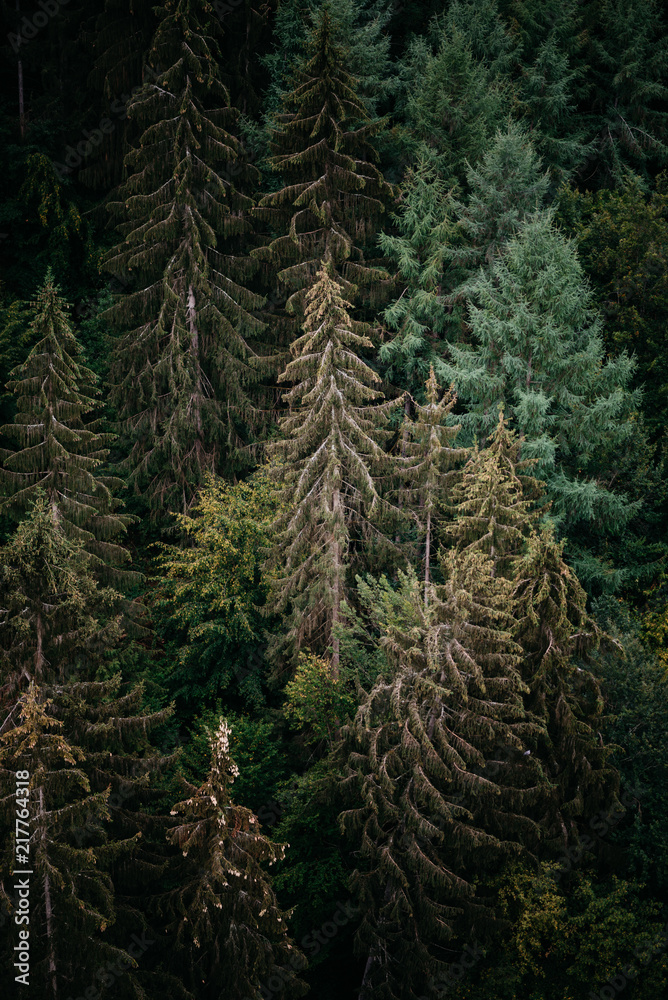 Landscape photograph of pine trees from above and with all different ...