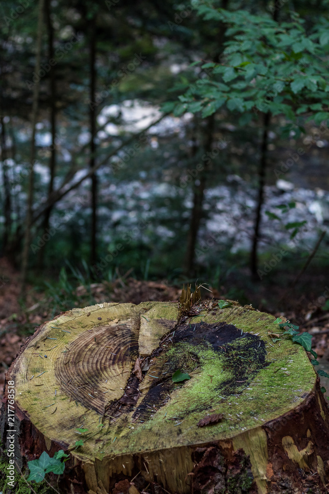 Macro of a tree log in front of water stream (Zlaca, Bosnia) Stock ...