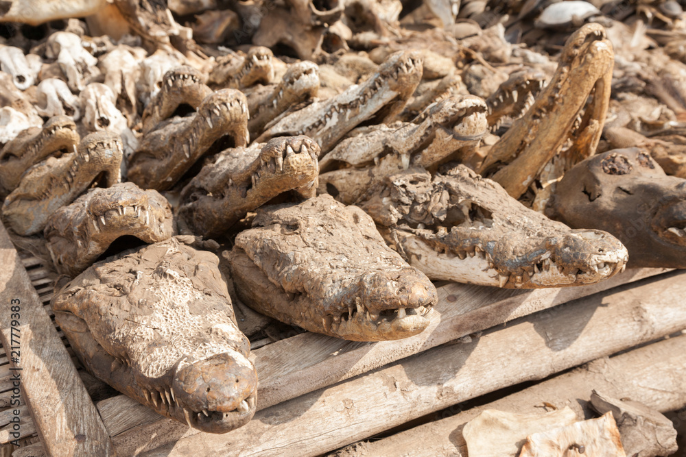 Crocodile heads at voodoo festish market, Lome, Togo Stock Photo ...