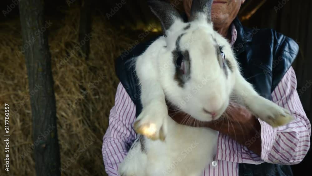 An elderly farmer in a straw hat is holding a large white rabbit ...
