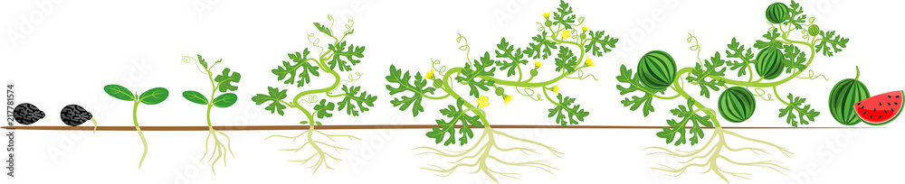 Life cycle of watermelon plant. Stages of watermelon growth from seed ...