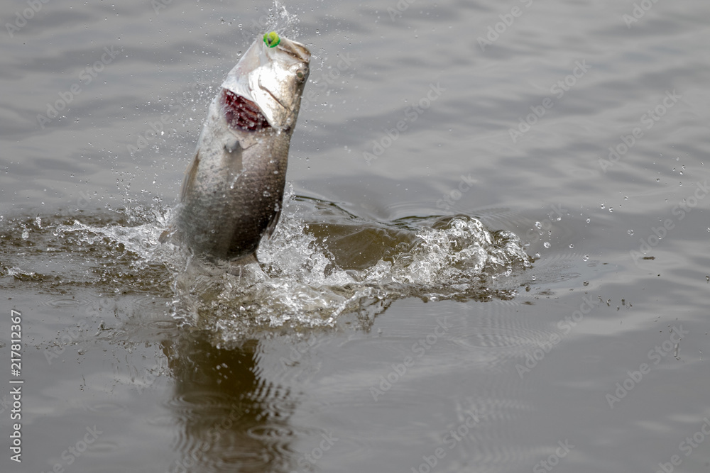 Barramundi jumps into the air when it is hooked by a angler in the ...