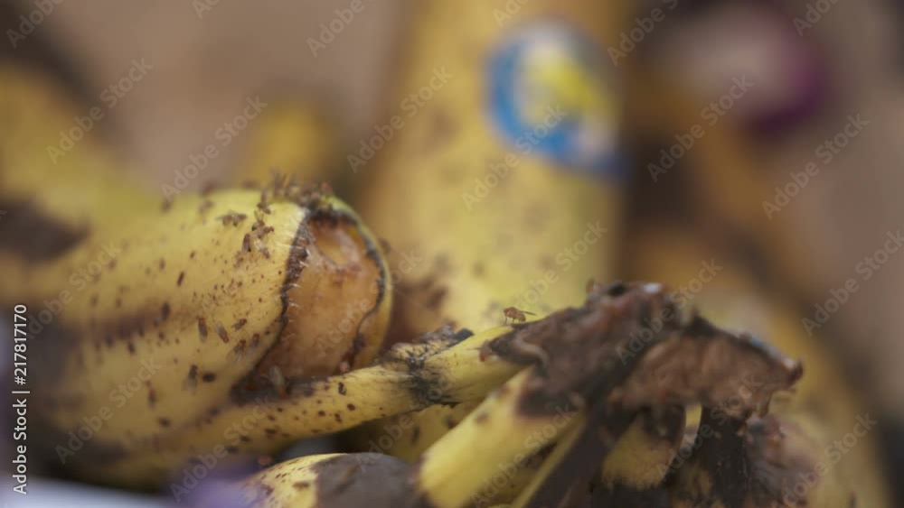 Common fruit flies on rotting banana fruit. Fruit fly feeding closeup ...
