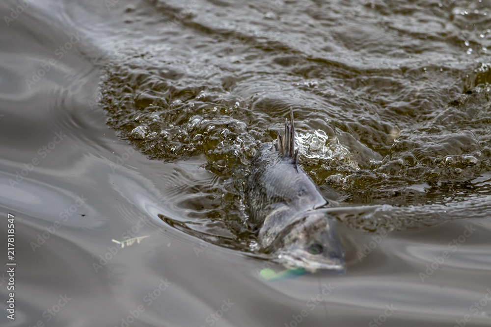 surface action of barramundi when it is hooked by a angler in the ...
