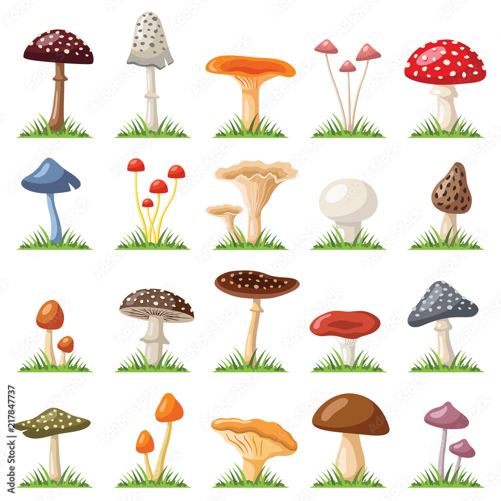 Mushroom and toadstool collection - vector color illustration Stock ...