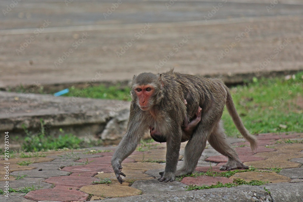 Animals, baby monkey snuggles to its mother, they are in KUM PHA WA PI ...