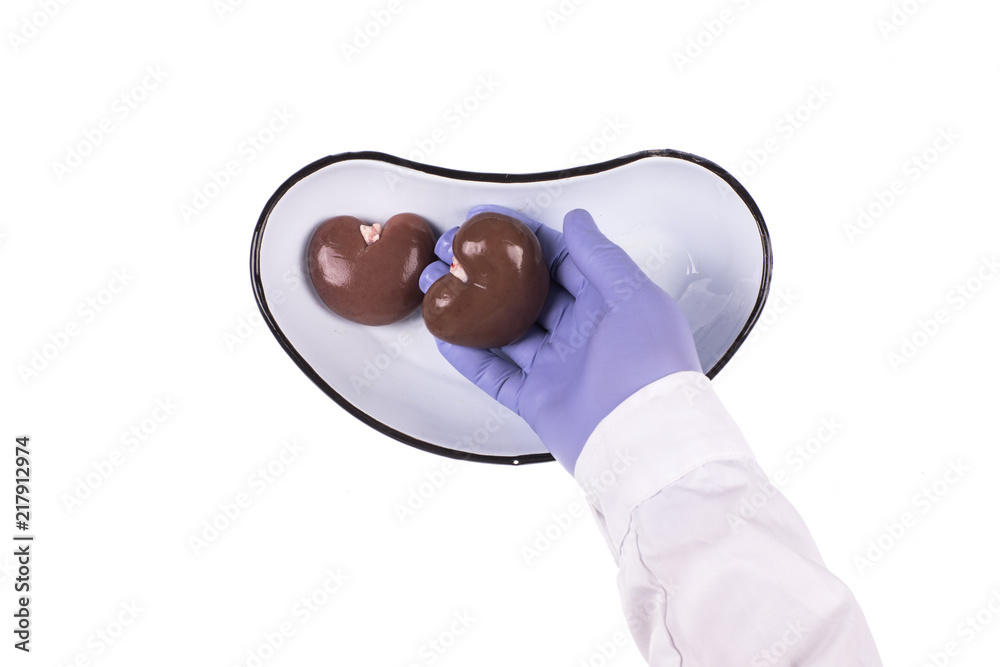Hand holding human kidney on white background Stock Photo | Adobe Stock