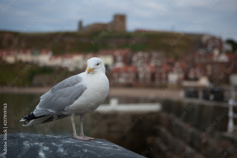 sea gull at whitby harbour with st marys church in the background Stock ...