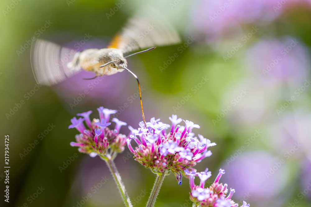 Proboscis of a sphingidae drinking from a flower Stock Photo | Adobe Stock