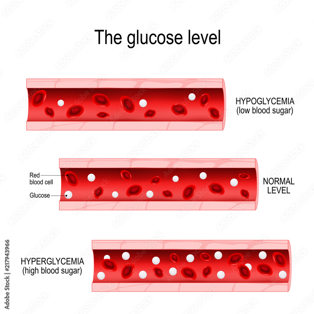Glucose in the blood vessel Stock Vector | Adobe Stock