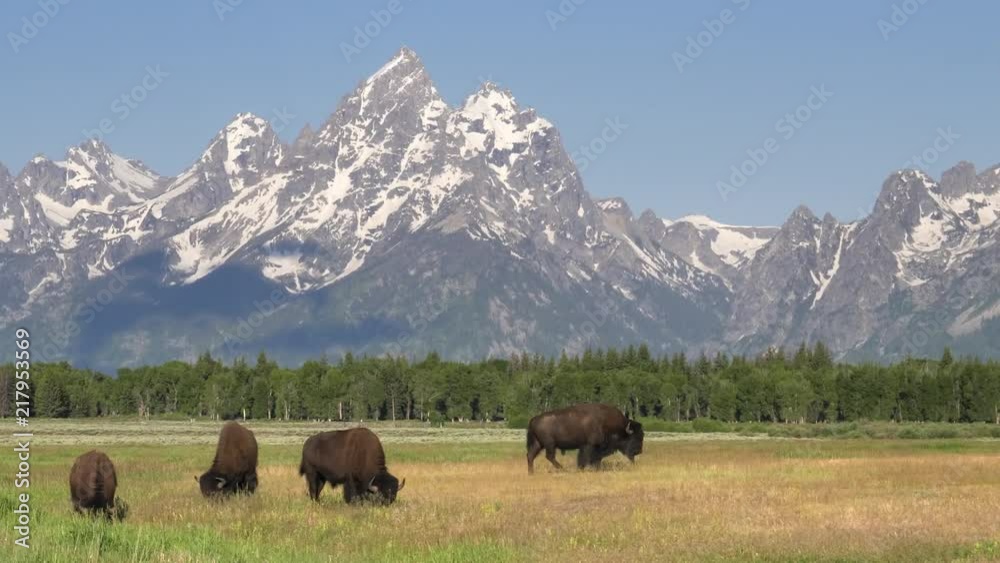 a morning shot of a herd of bison grazing with grand teton in the ...