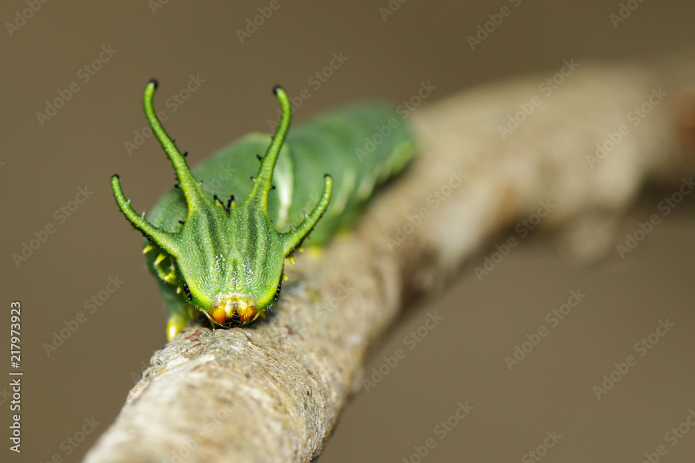 Image of Caterpillar of common nawab butterfly (Polyura athamas) or ...