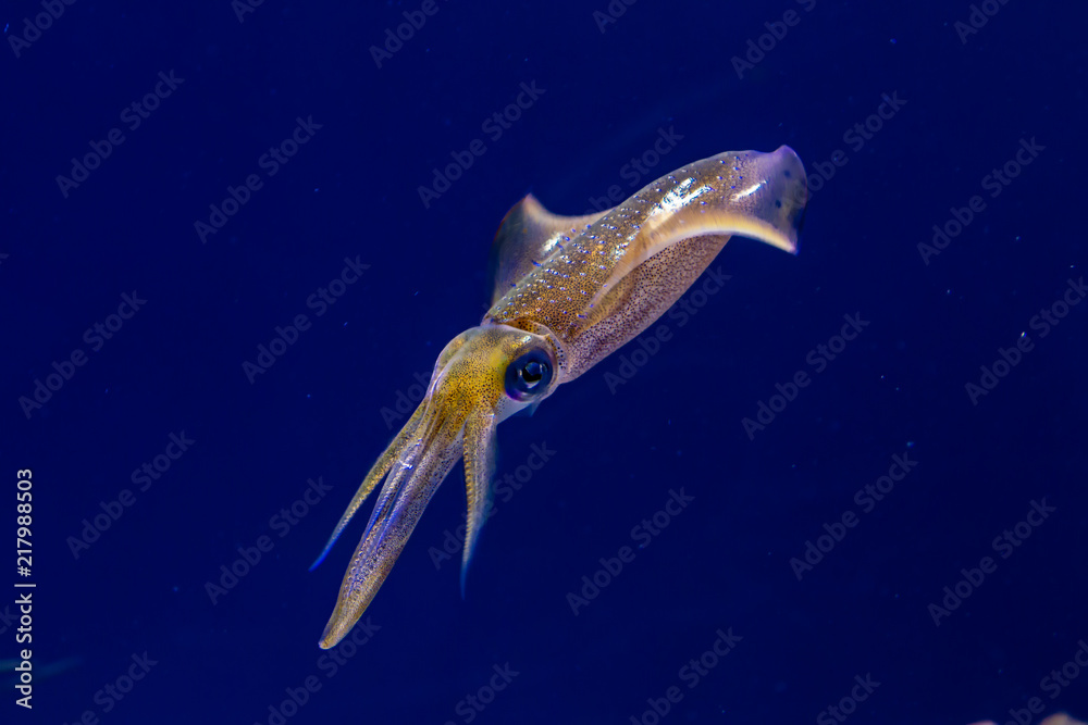 Bigfin reef squid floats in blue water in a diagonal position. It has ...