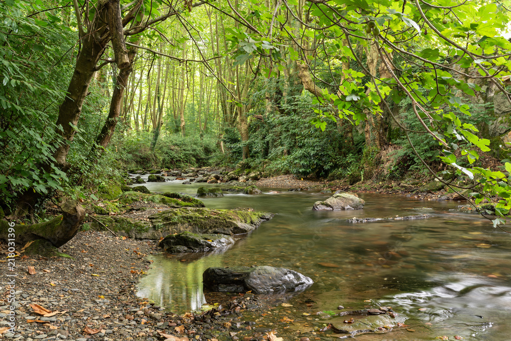 Hermoso río discurriendo entre bosque frondoso de hayas verdes. Stock ...