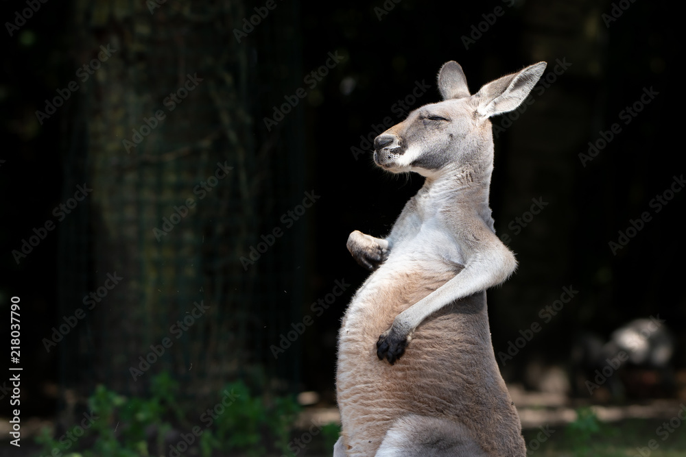 Red Kangaroo Female Stock Photo | Adobe Stock