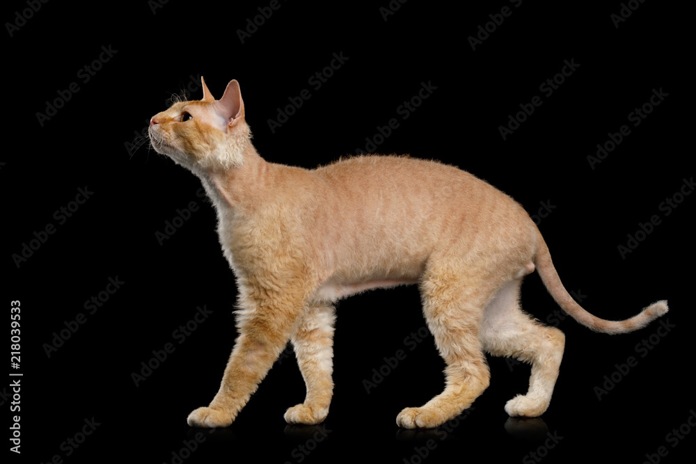 Cat Standing Side View