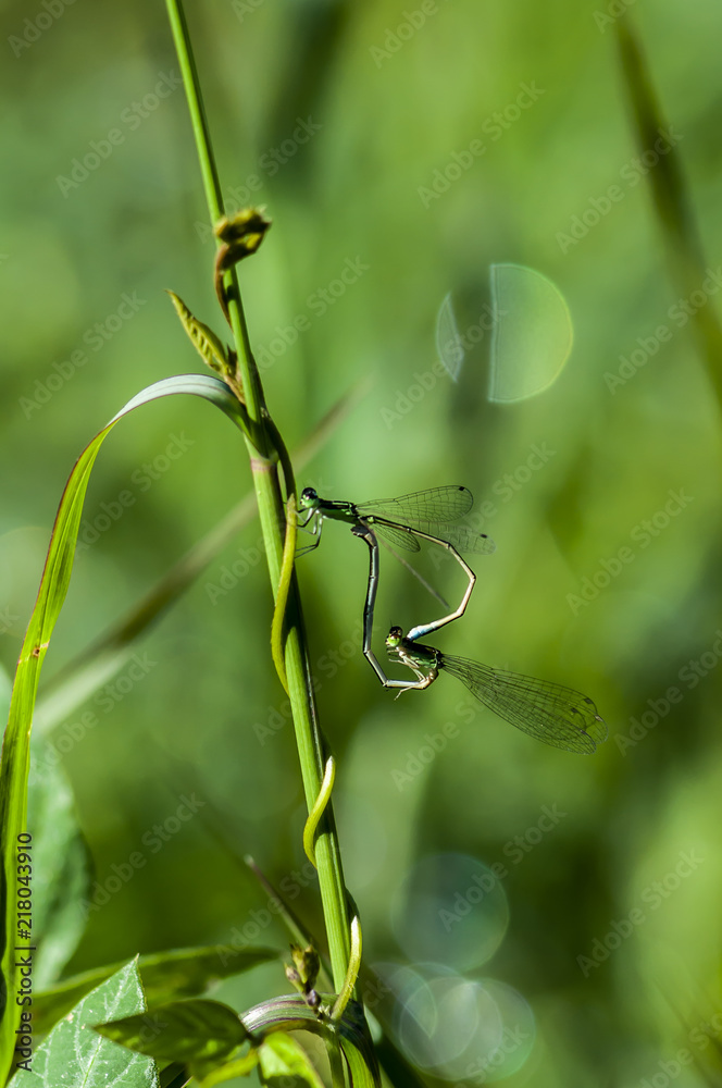 Damsel-fly Stock Photo | Adobe Stock