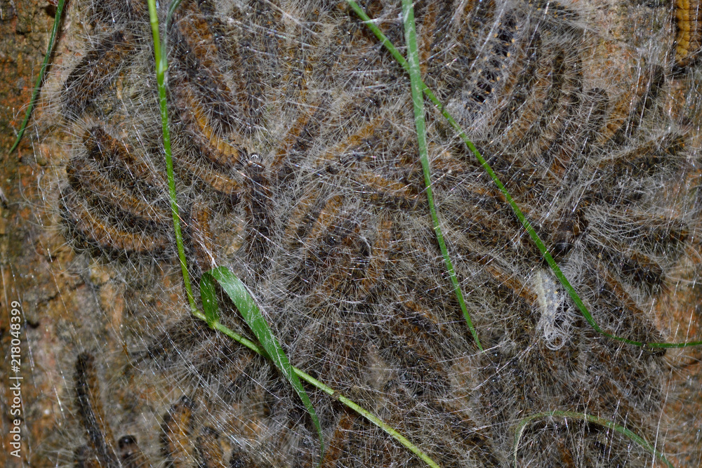 Eichen-prozessionsspinner,q. Stock-Foto | Adobe Stock