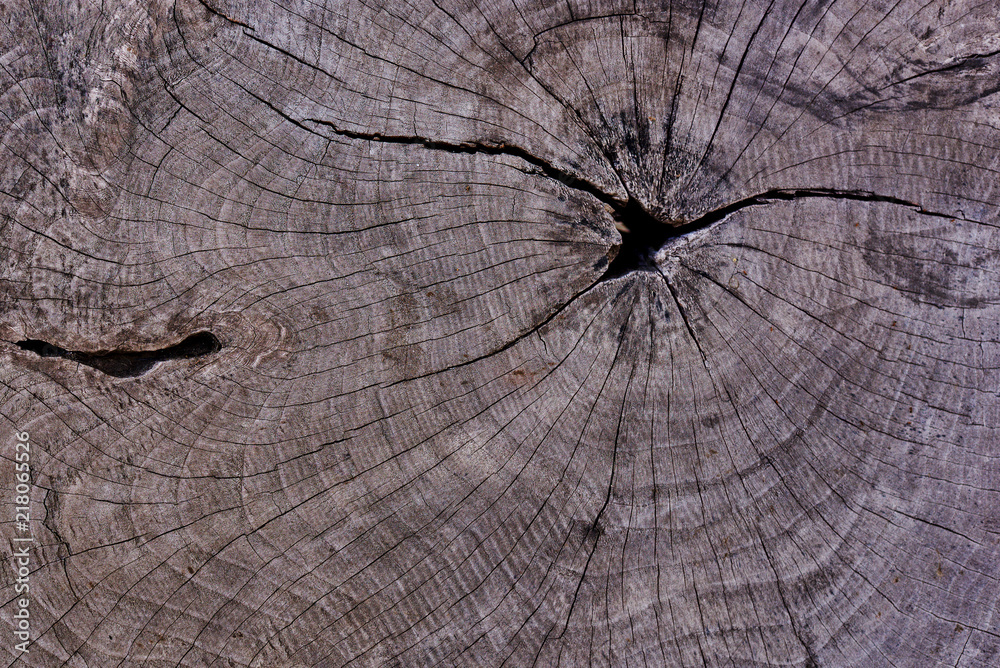 Aged weathered cross section of a cut wood tree with cracks and rings ...