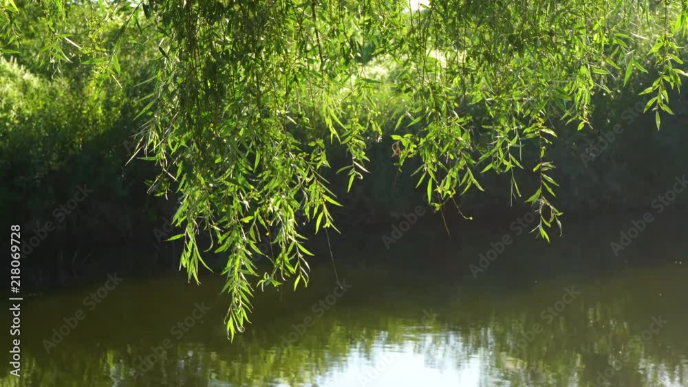 Beautiful sunset nature summer landscape. Closeup view of bright green ...
