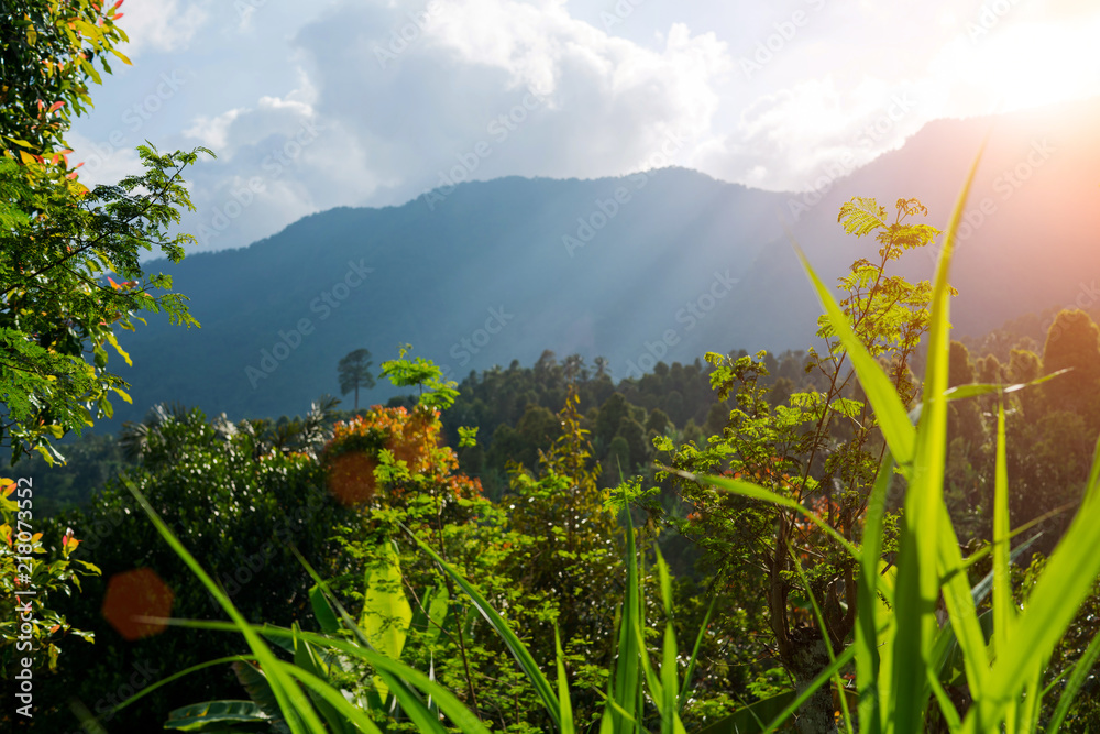 Tropical Rainforest Sunset Background