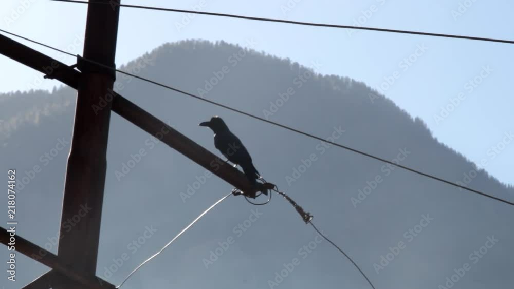 jungle crow ((Large-billed crow, Corvus macrorhynchos) sits on a ...
