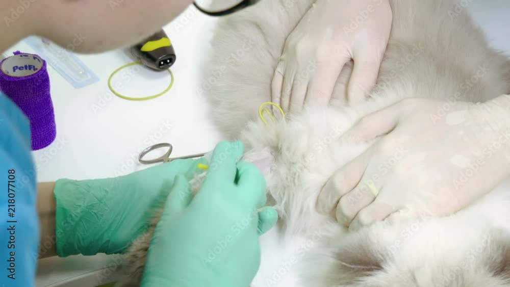 A vet putting an intravenous catheter in a paw of persian cat for ...