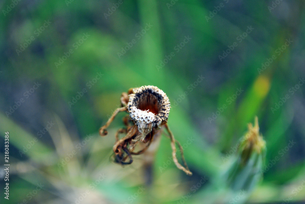 Gray withered tragopogon dubius (yellow, western salsify, wild or ...