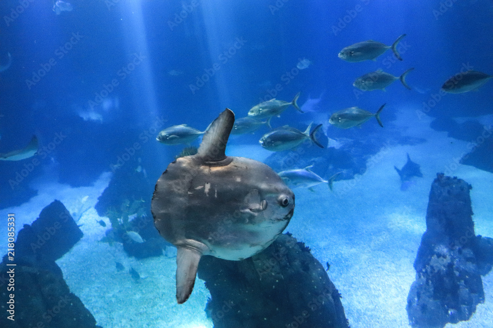 sunfish (moonfish) swimms in blue ocean water Stock Photo | Adobe Stock