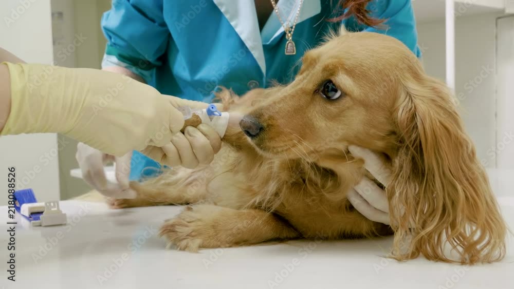 A vet putting an intravenous catheter in a paw of dachshund dog for ...