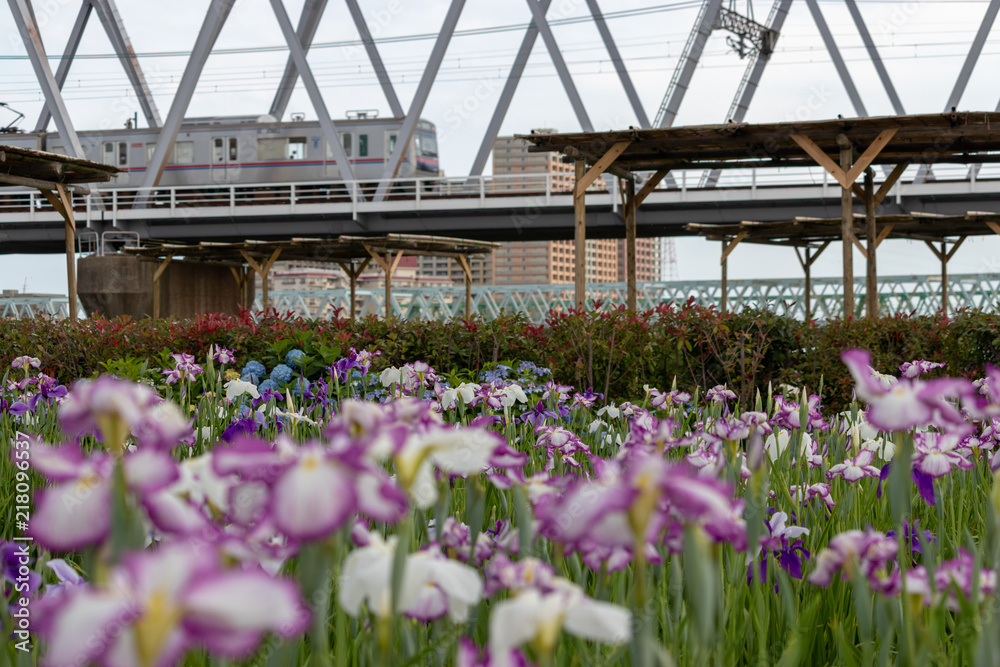 Iris flowers in the Koiwa iris garden in Edogawa-city, Tokyo, Japan ...