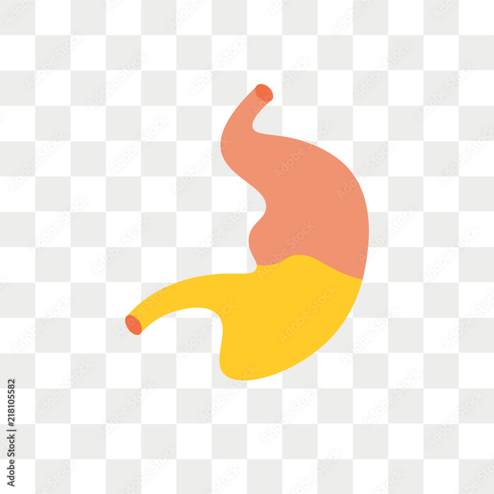 Stomach vector icon isolated on transparent background, Stomach logo ...
