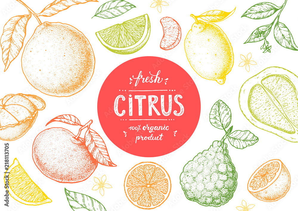 Citrus sketch collection. Hand drawn vector illustration. Organic food ...