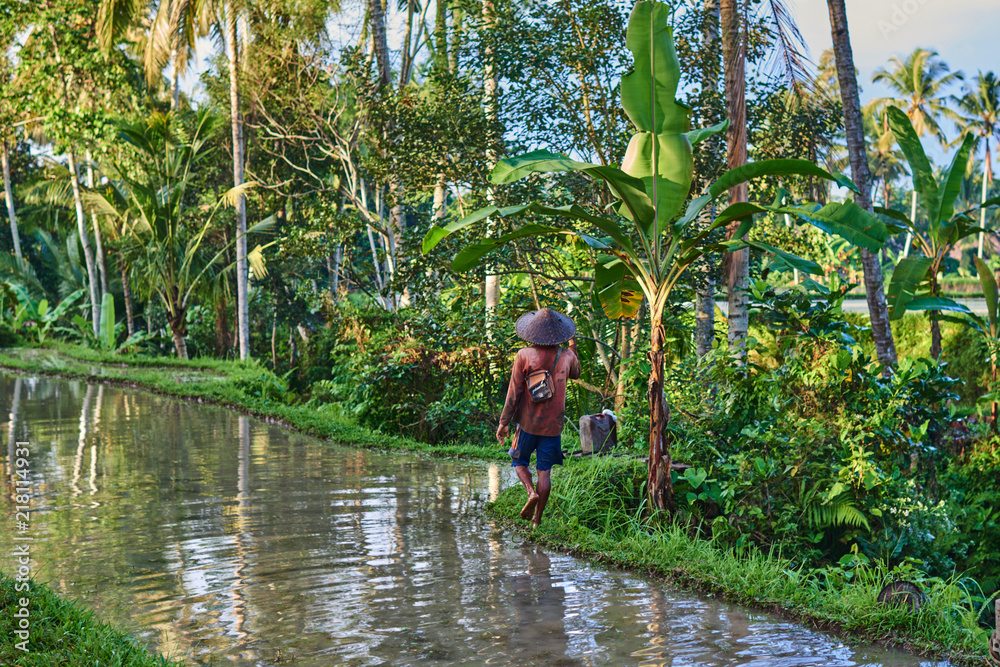 Farmer working with a handheld motor plow in a rice field. Walking ...