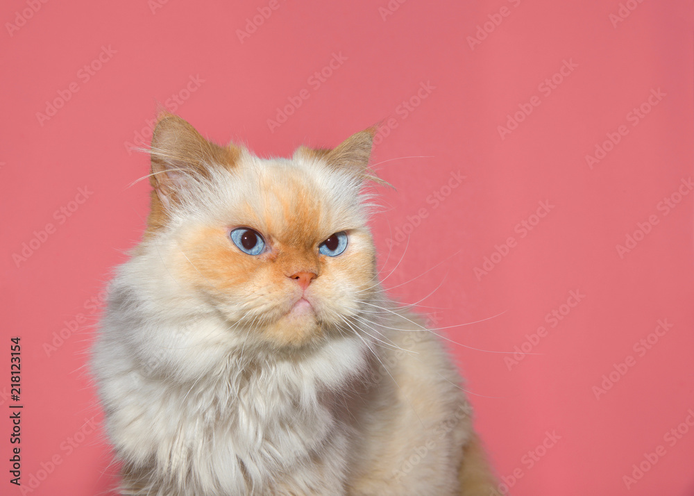 Flat Face Persian