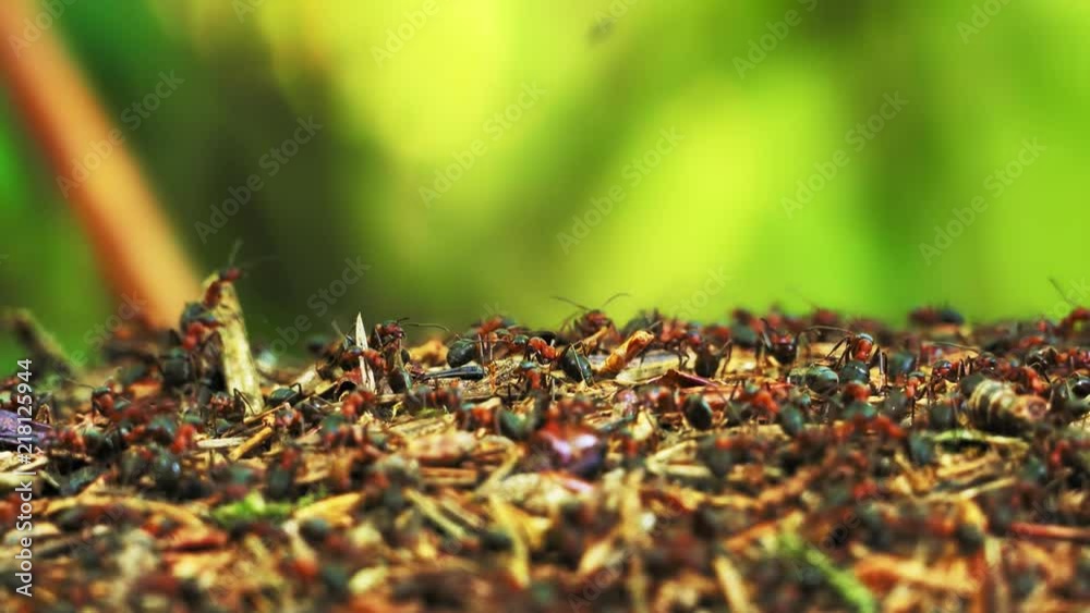 Ants nest. Fire ants crawling on the ant hill in the woods. Stock Video ...
