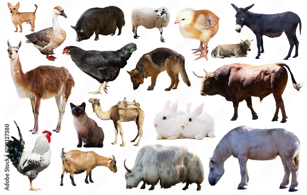 domestic animals collection Stock Photo | Adobe Stock