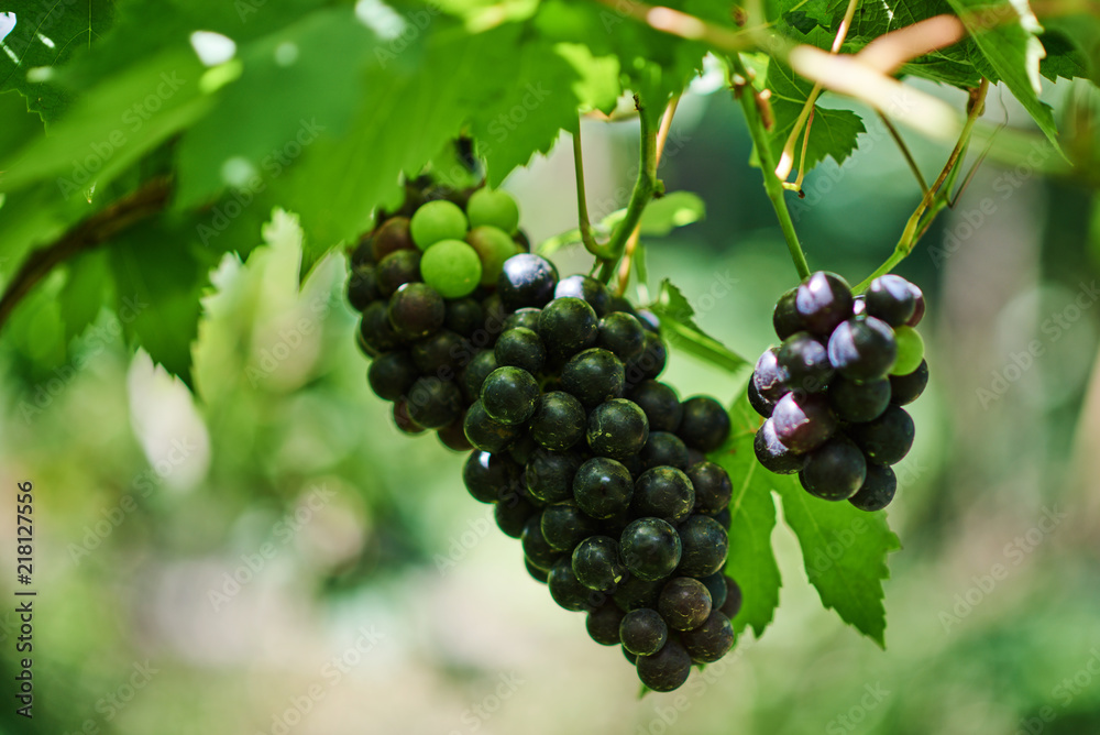 Red Grapes Garden