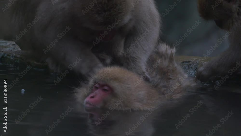 Snow monkeys in Japan, (macaques) enjoying the thermal pools of Nagano ...