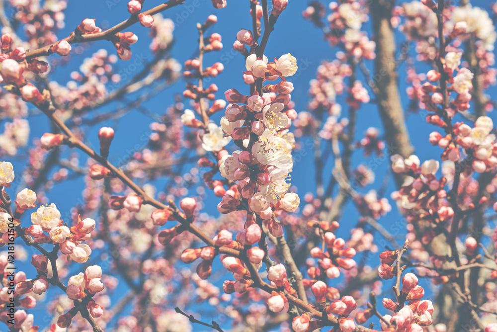 Beautiful Fruit Trees