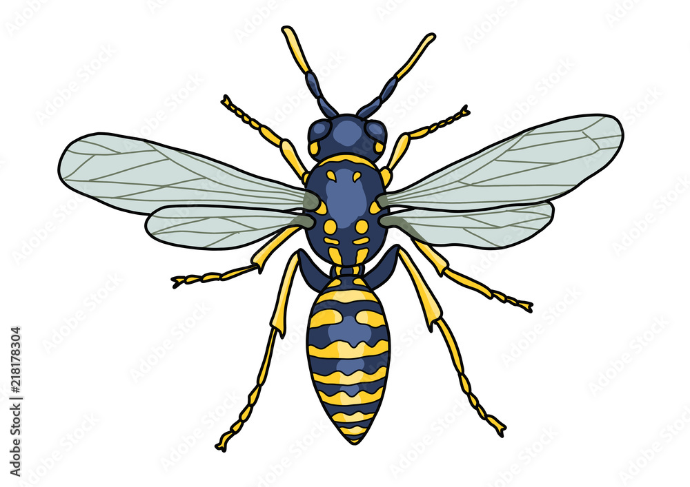 Wasp illustration, doodle, cartoon, drawing, ink, line art, vector ...