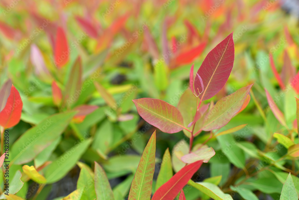 Young plant in the nature light, Young eucalyptus Eucalyptus sapling ...
