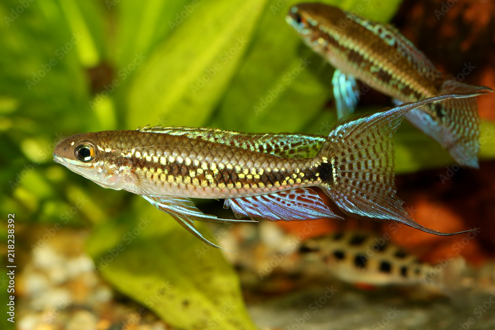 Checkerboard Cichlid Dicrossus filamentosus aquarium fish dwarf cichlid ...