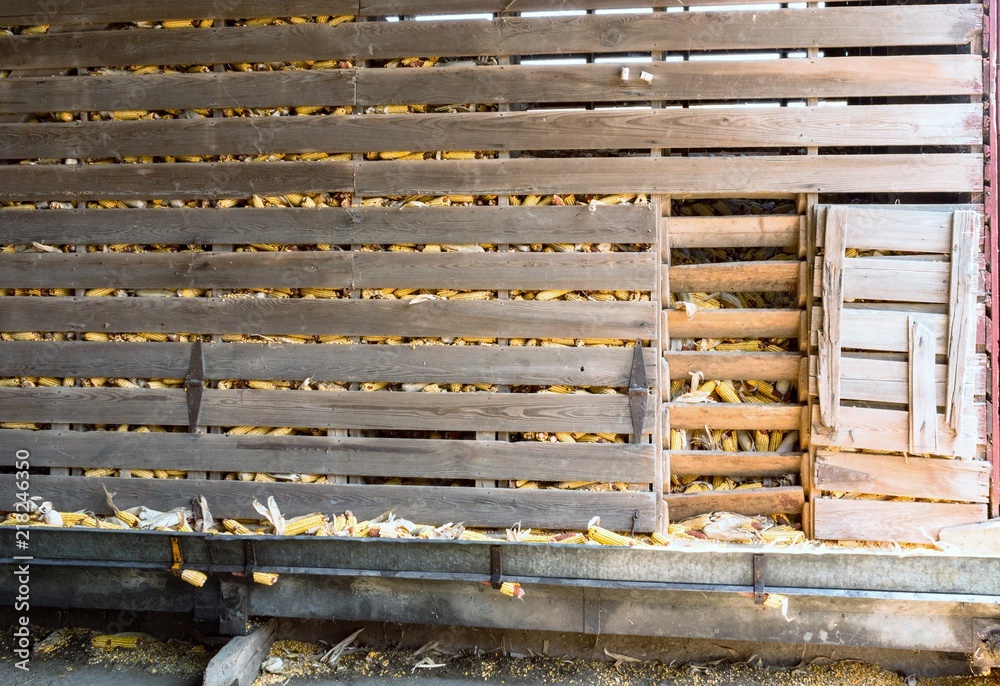 Foto de Interior of an old wooden corn crib, filled with corn. Corn is ...