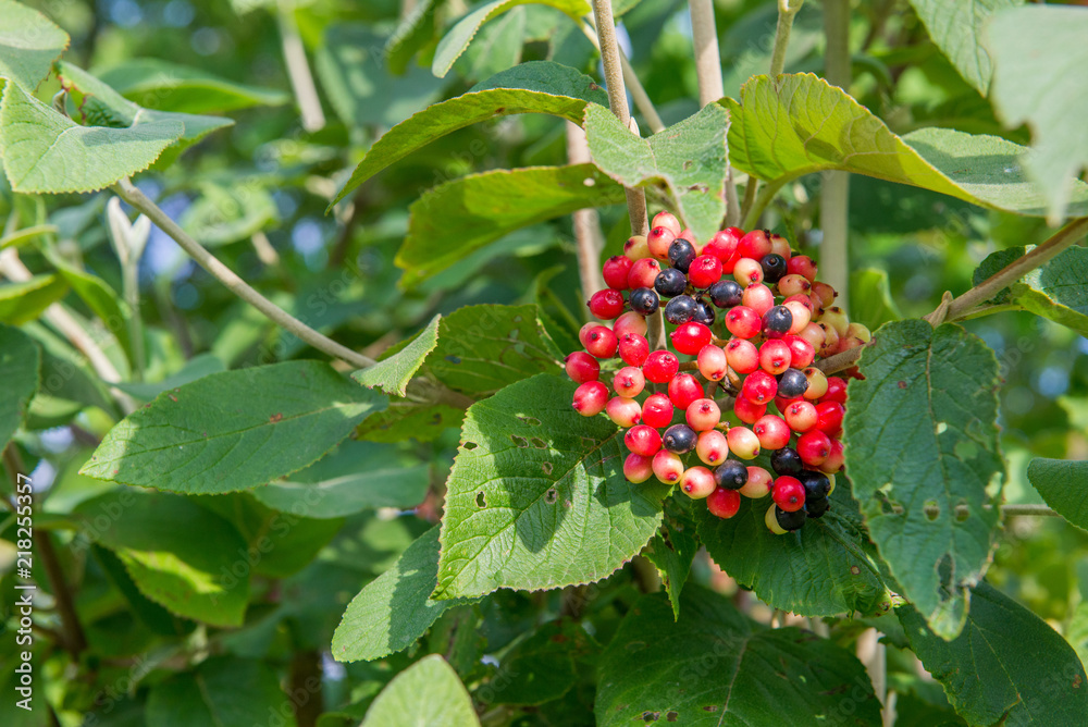 red and black fruits of a common wayfaring tree - Viburnum lantana ...