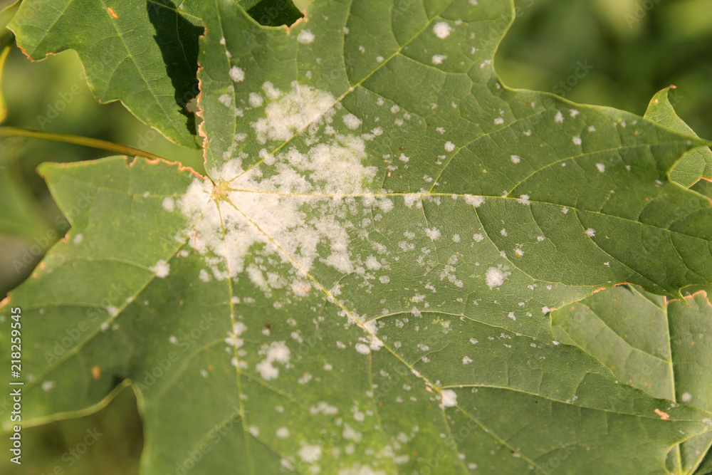 Powdery mildew on Norway Maple. Maple tree fungal disease Stock Photo ...