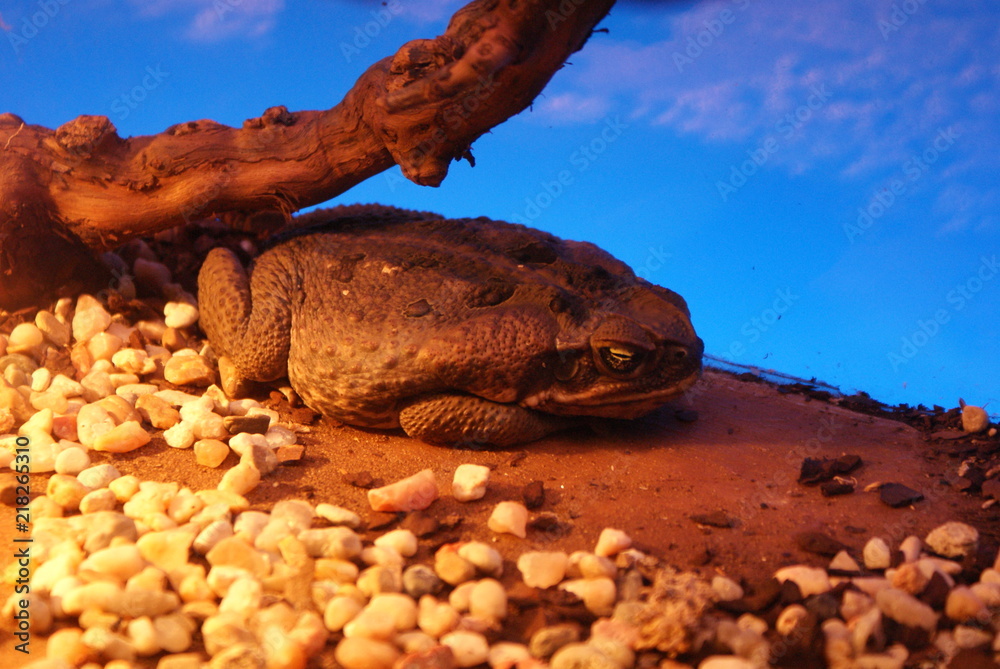 Sapo venenoso de color marrón o pardo en cautividad durmiendo o ...