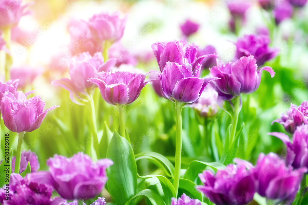 Tulips for your work . Stock Photo | Adobe Stock